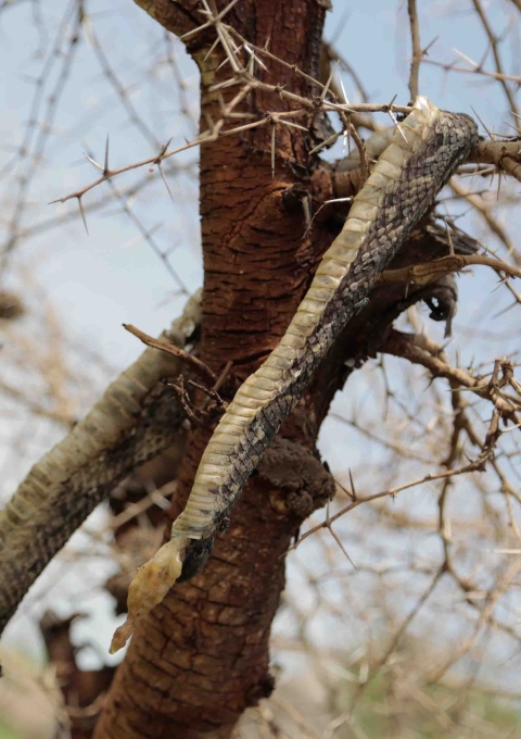 Why rapid treatment is essential after a snakebite: a story from South ...