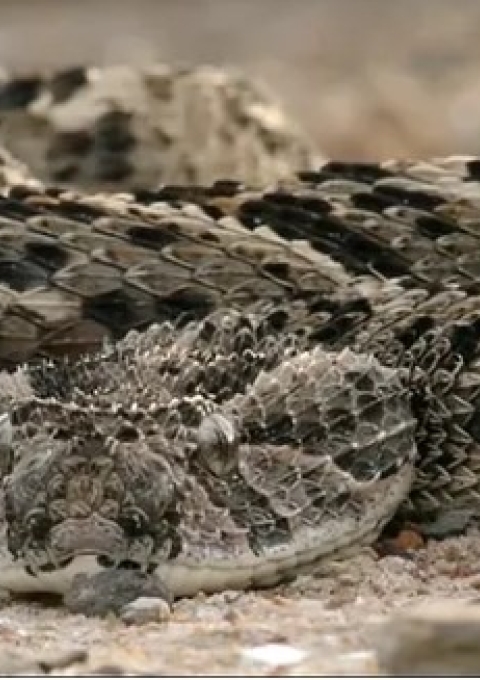 International Snakebite Awareness Day: “I’d never seen anything like it” | MSF Access